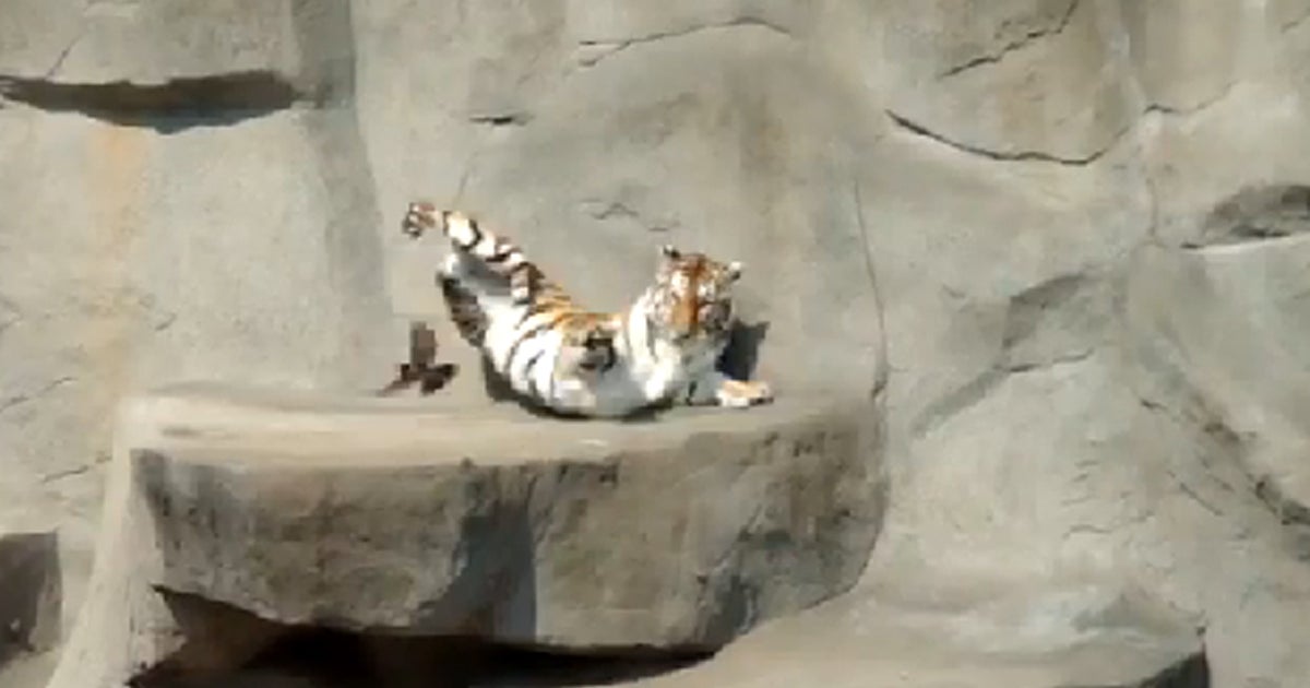 Bird attacking tiger in zoo is caught on tape - CBS News