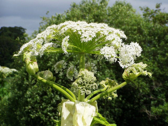 Giant hogweed: 8 facts you must know about the toxic plant