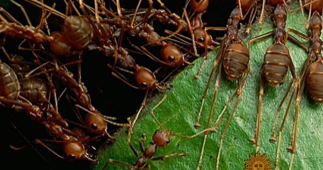 Small wonders: What ants can teach us - CBS News