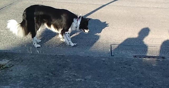 Confused dog would be great shadow boxer - CBS News