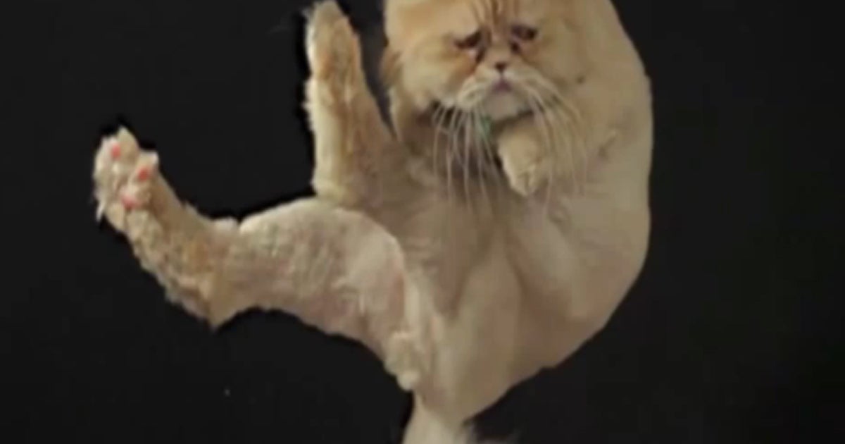 Cat toss champion is ready for the 2012 Olympics - CBS News