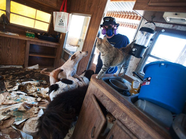 Pet hoarding horrors: 27 photos spotlight cruel disorder