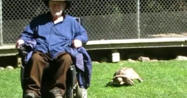 Tortoise chases wheelchair - CBS News