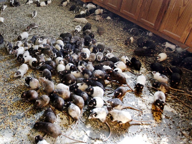 Pet hoarding horrors: 27 photos spotlight cruel disorder