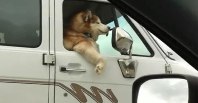 Happy dog is riding shotgun - CBS News