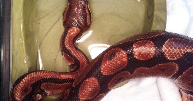 Man arrested for allegedly biting a snake - CBS News