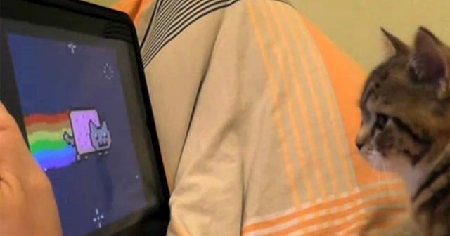 Cat watching Nyan Cat - CBS News