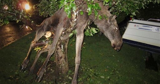Apparently drunk moose gets stuck in tree - CBS News
