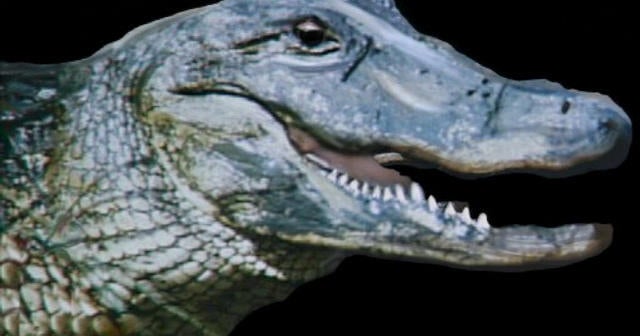 Gator Raid: Mich. men stole preserved creature from barn, cops say ...