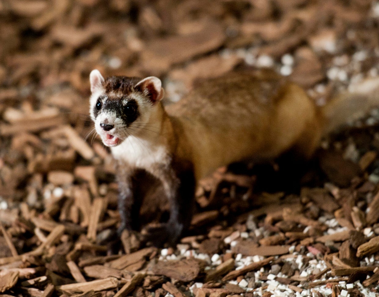 Endangered ferrets go to "boot camp" in Va. - CBS News