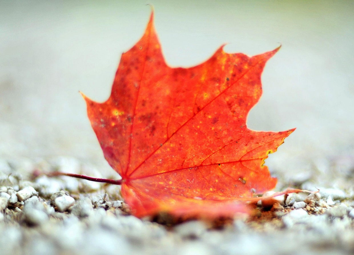 2011 fall foliage arrives