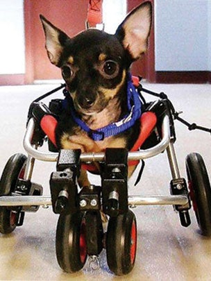 Paralyzed pets rock their wheels: 30 awesome animals