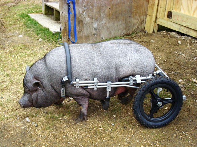 Paralyzed pets rock their wheels: 30 awesome animals