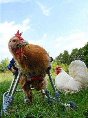 Paralyzed pets rock their wheels: 30 awesome animals