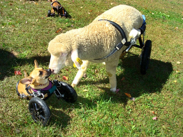 Paralyzed pets rock their wheels: 30 awesome animals