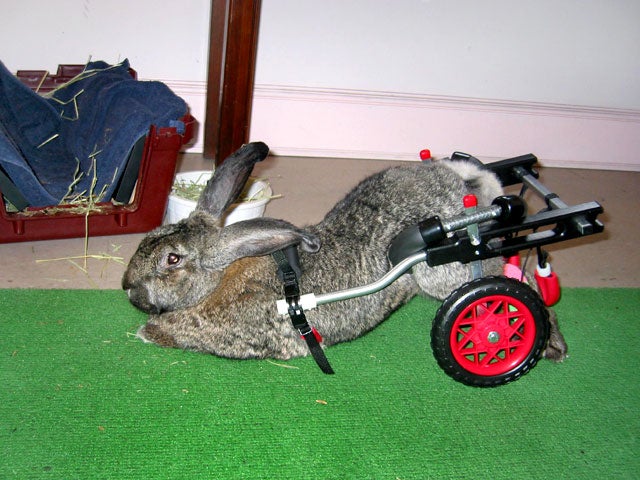 Paralyzed pets rock their wheels: 30 awesome animals