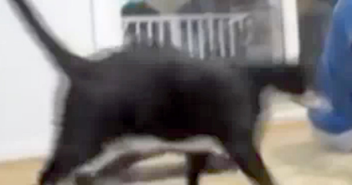 Cat doing somersaults is both adorable and funny - CBS News