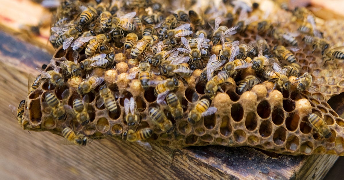 Thousands of bees attack Texas couple, kill horses - CBS News