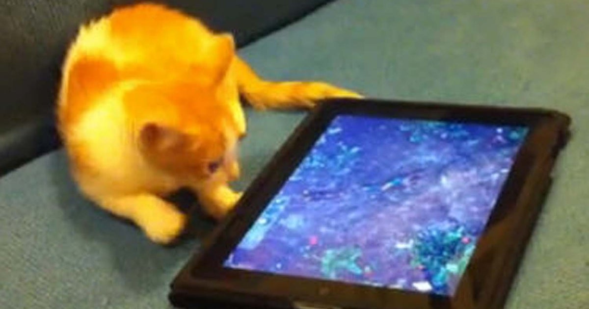 Kitten plays with an iPad, giggles ensue - CBS News