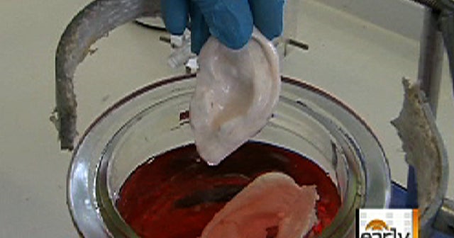 Growing body parts in a jar - CBS News