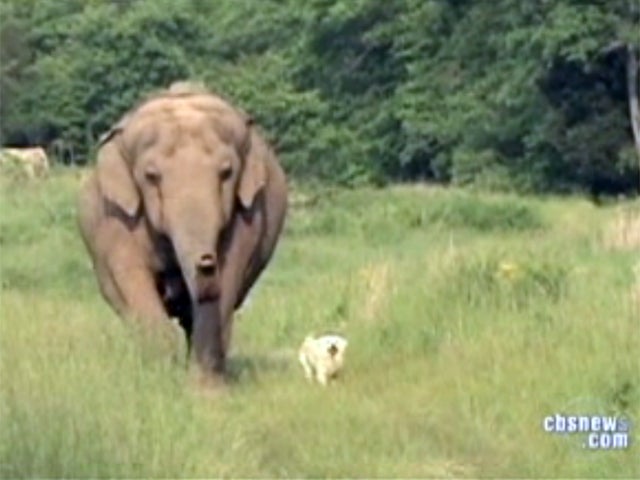 Unlikely friendship of elephant and dog