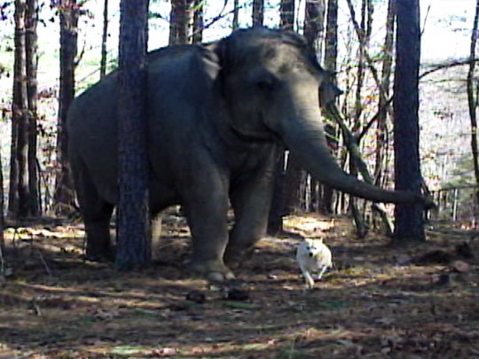 Unlikely friendship of elephant and dog