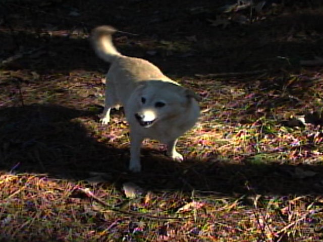 Unlikely friendship of elephant and dog