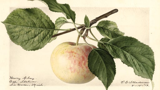 Resurrecting America's historic apples - CBS News