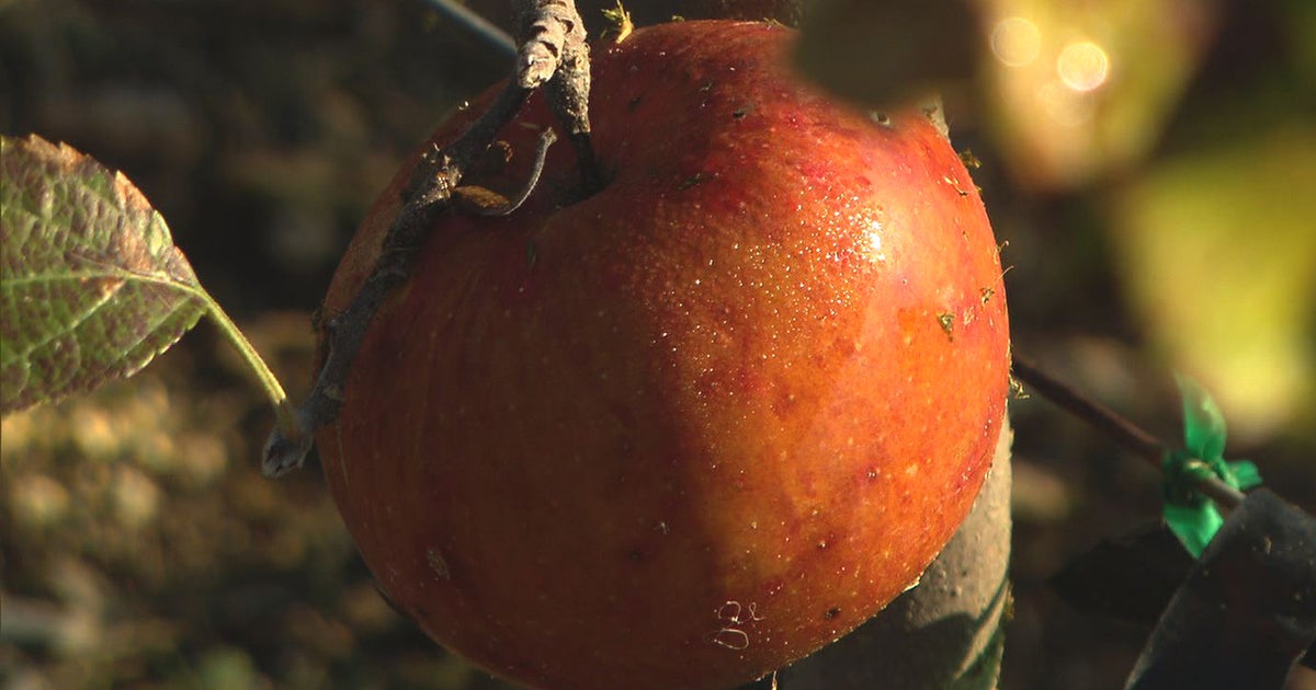 Resurrecting America's historic apples - CBS News
