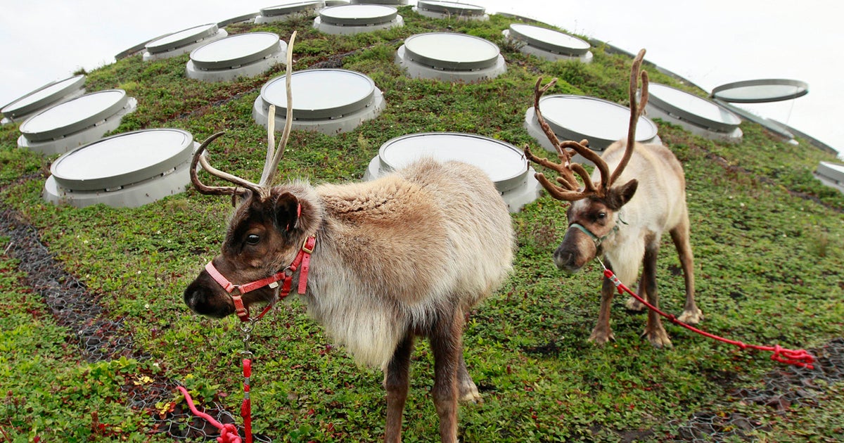 Scientists explain why Rudolph's nose is red - CBS News