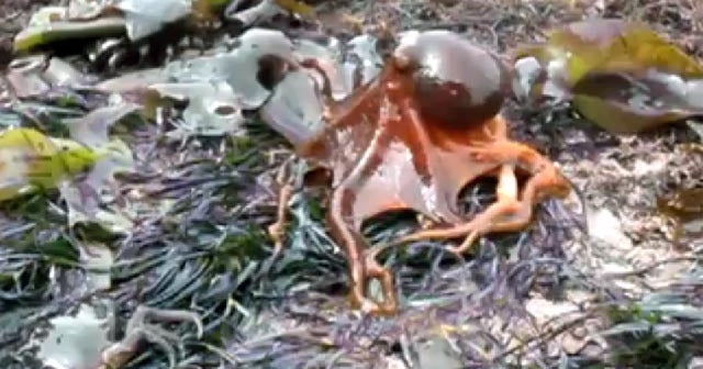 Octopus walks on land - CBS News