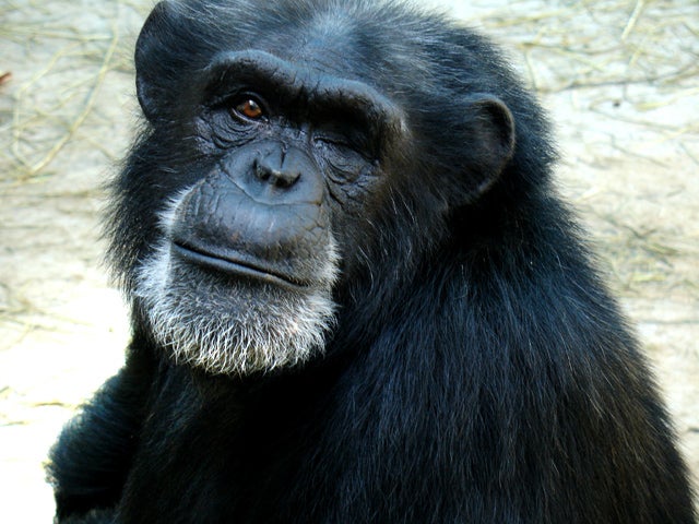 Chillaxin' chimps: 17 research apes enjoy their golden years