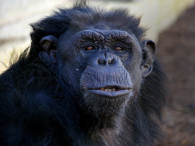 Chillaxin' chimps: 17 research apes enjoy their golden years