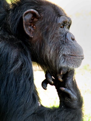 Chillaxin' chimps: 17 research apes enjoy their golden years