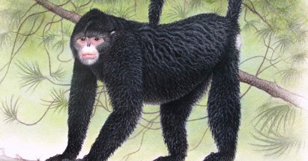 "Elvis" monkey discovered in southeast Asia - CBS News