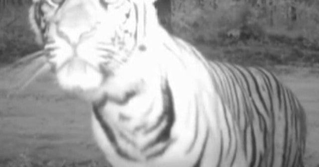 Tigers in the wild captured on hidden cameras - CBS News