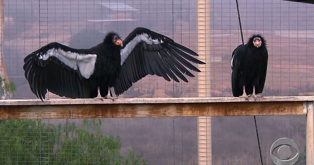 California condors rebound, with some human help - CBS News