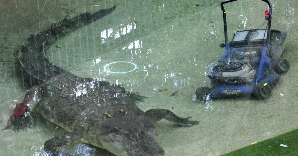 Klepto-Croc: Australian crocodile lunges at worker, steals lawn mower ...