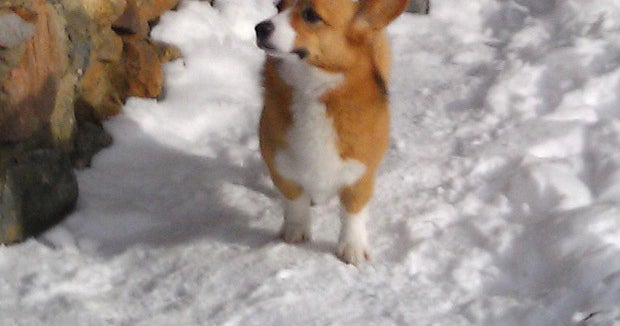 Dog found alive 4 days after deadly avalanche - CBS News