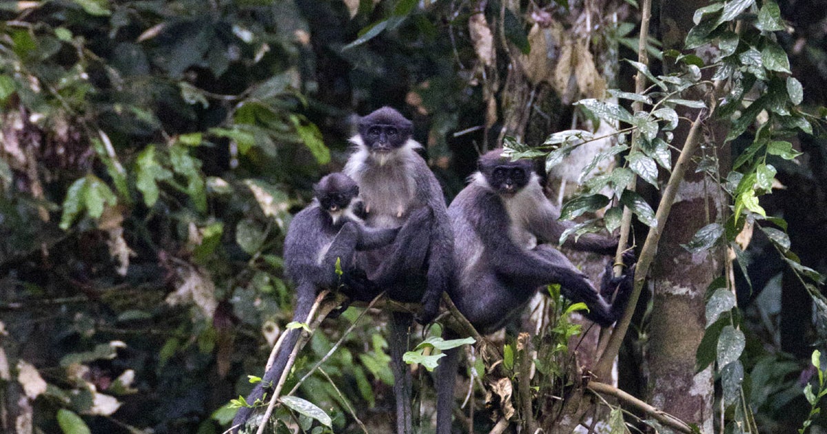 Monkey thought to be extinct found in Indonesia - CBS News