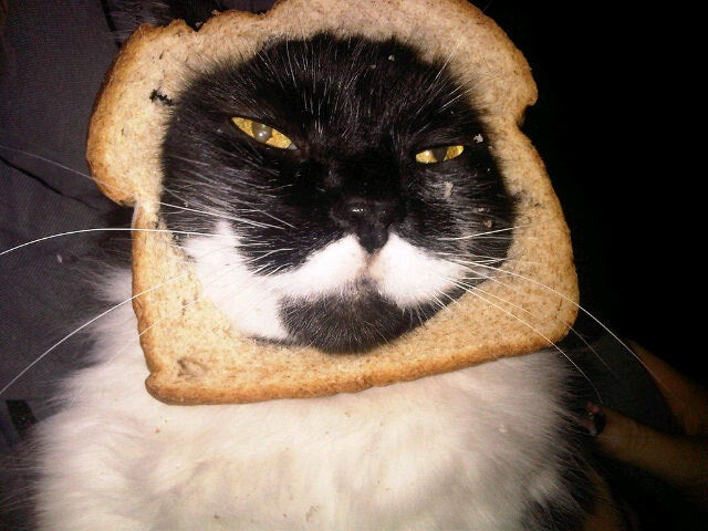 "Breading cats" is latest web photo fad