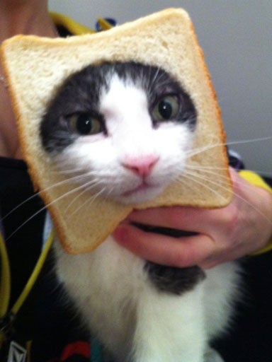 "Breading cats" is latest web photo fad