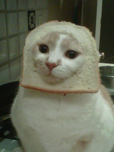 "Breading cats" is latest web photo fad