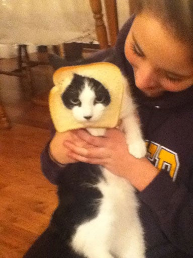 "Breading cats" is latest web photo fad