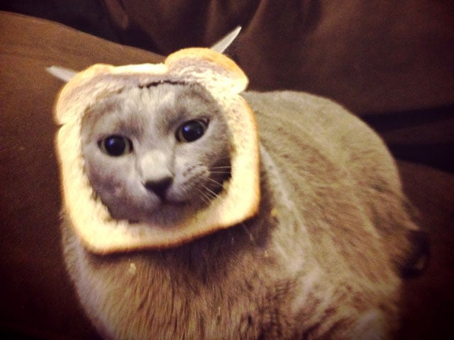 "Breading cats" is latest web photo fad