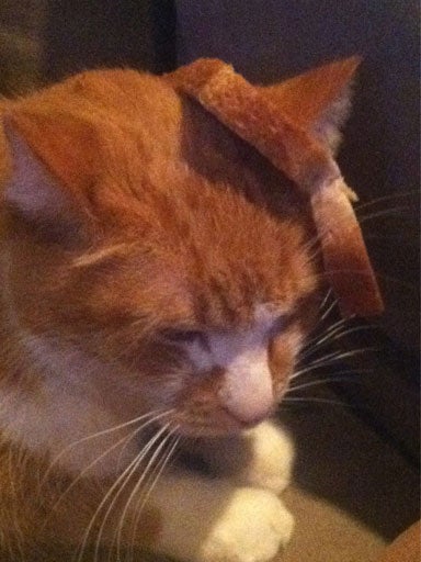 "Breading cats" is latest web photo fad