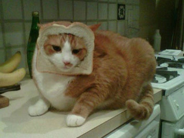 "Breading cats" is latest web photo fad