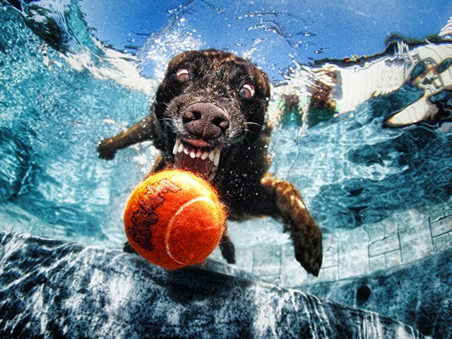 "Underwater Dogs" photos go viral and become a book