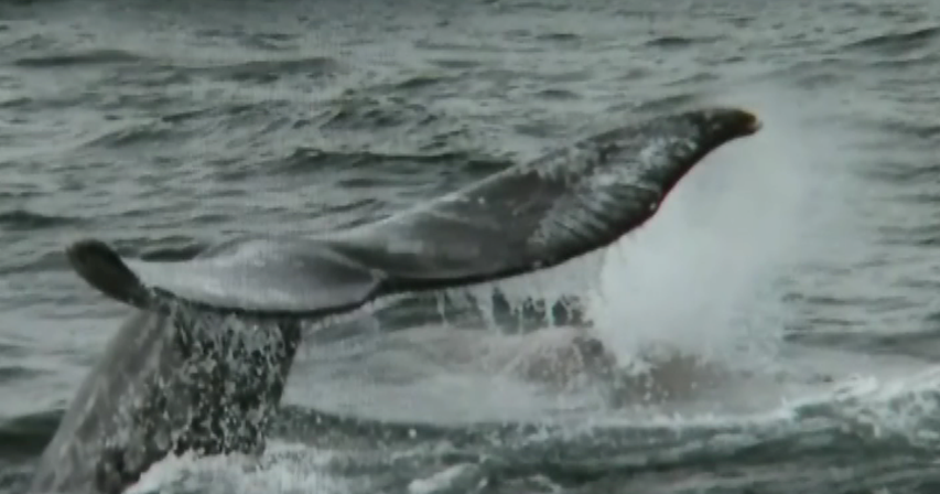 Gray whale tangled in net off California coast - CBS News