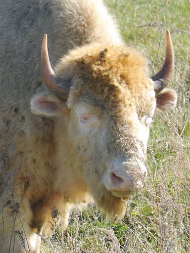 Rare albino animals